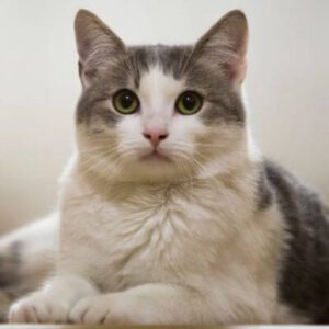 Best Veterinary Hospital In Owasso, OK | Family Animal Med