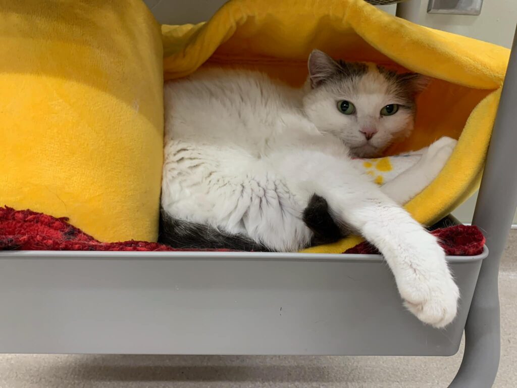 Pet Boarding In Owasso, OK 74055 | Family Animal Medicine