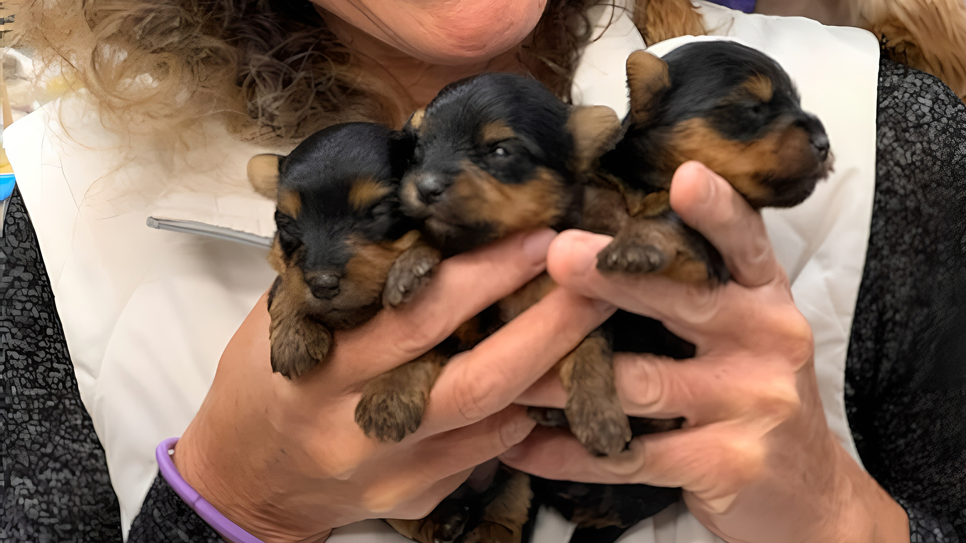 Puppy & Kitten Packages In Owasso, OK | Family Animal Med