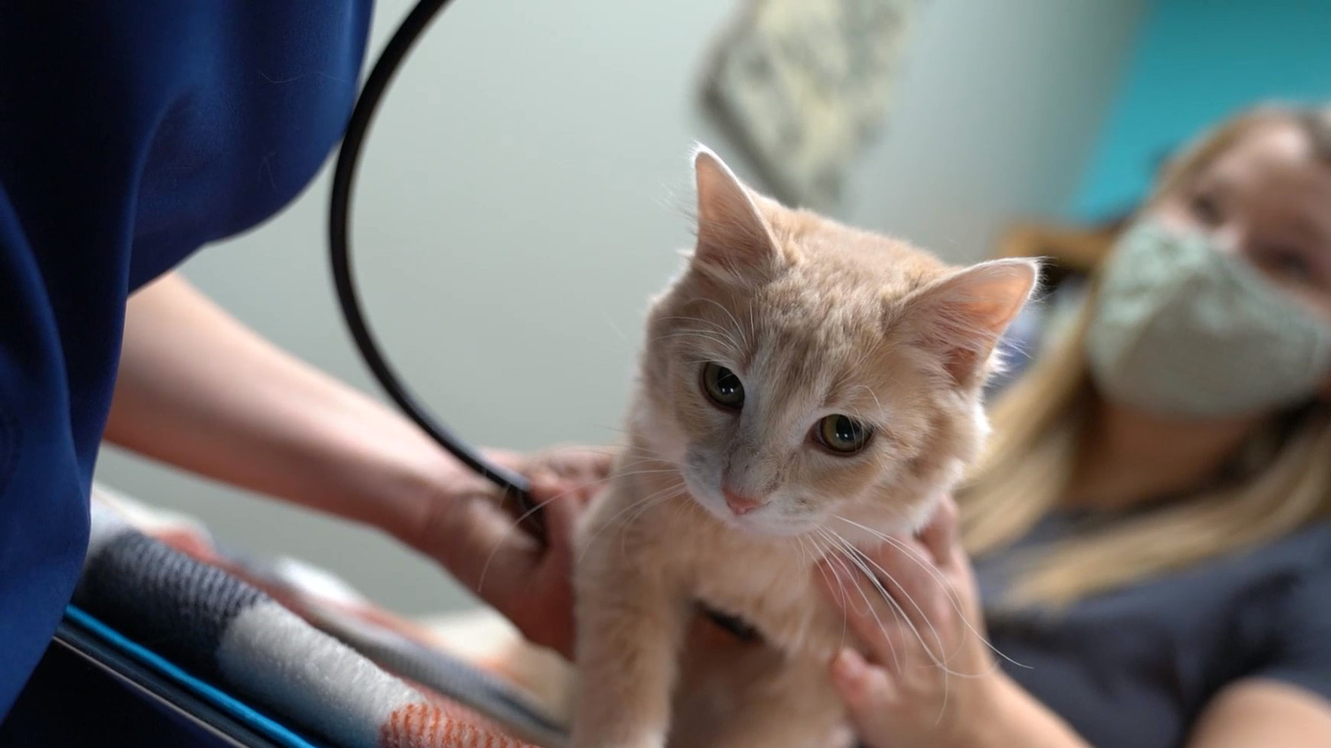 Adult Pet Wellness In Owasso, OK | Family Animal Medicine